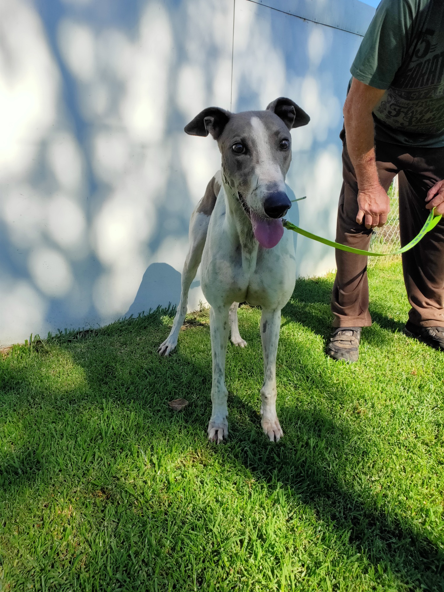 Bluey - Large Male Greyhound Dog in NSW - PetRescue