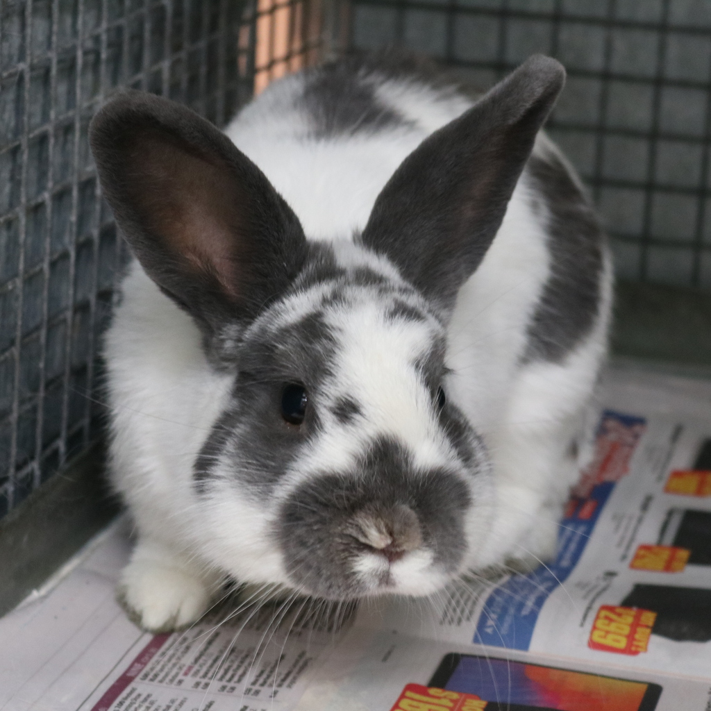Binky - Male Rabbit Unspecified Rabbit in VIC - PetRescue