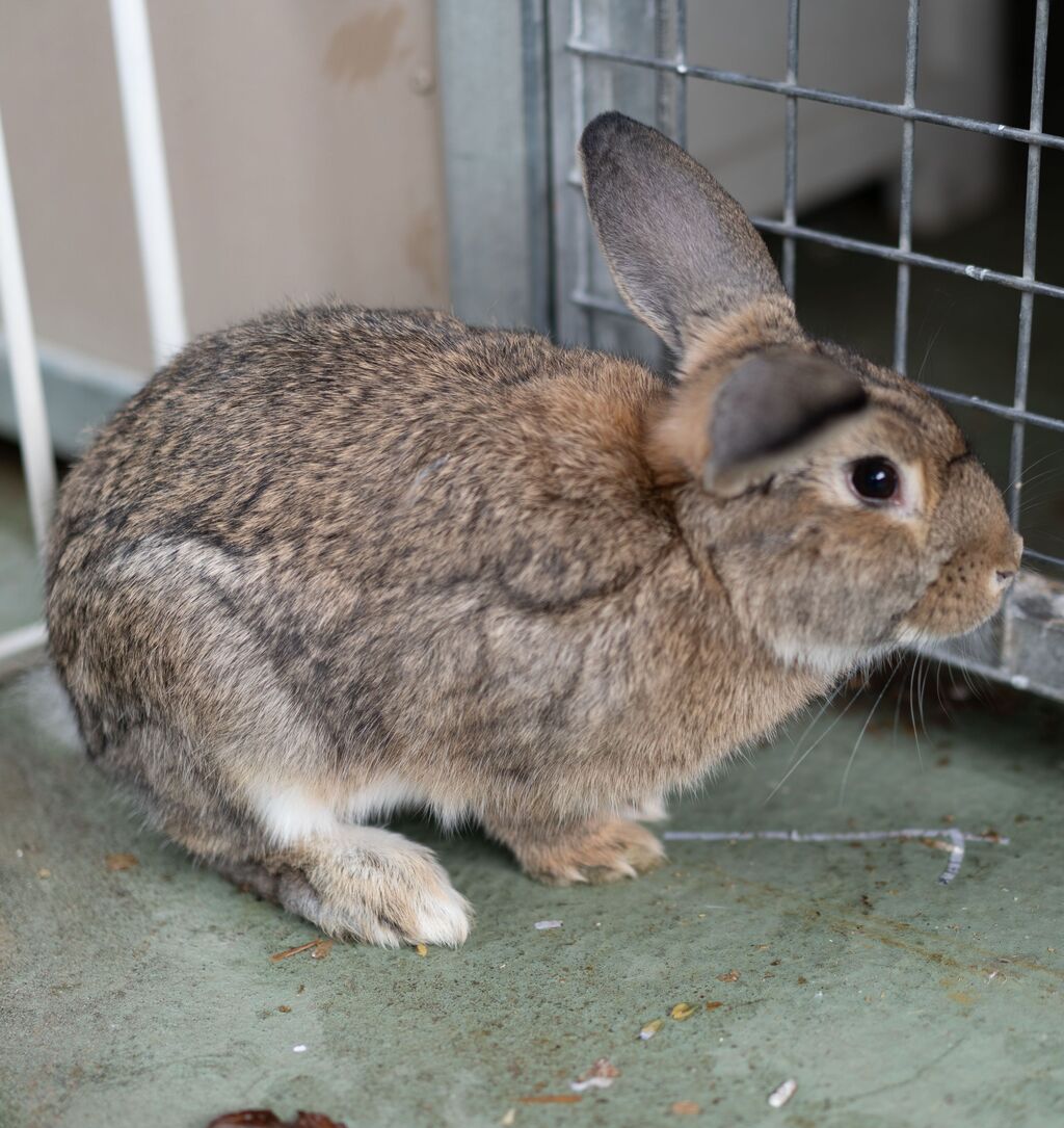 Henderson - Male Lop Eared Mix Rabbit in VIC - PetRescue