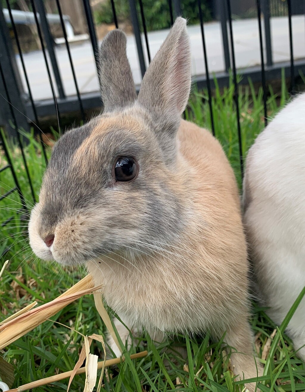 Eeebee - Female Dwarf Mix Rabbit in VIC - PetRescue