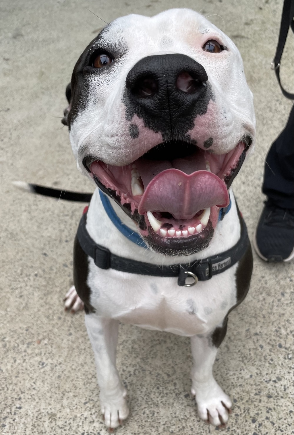 Benjie - Large Male American Staffordshire Terrier Dog in VIC - PetRescue