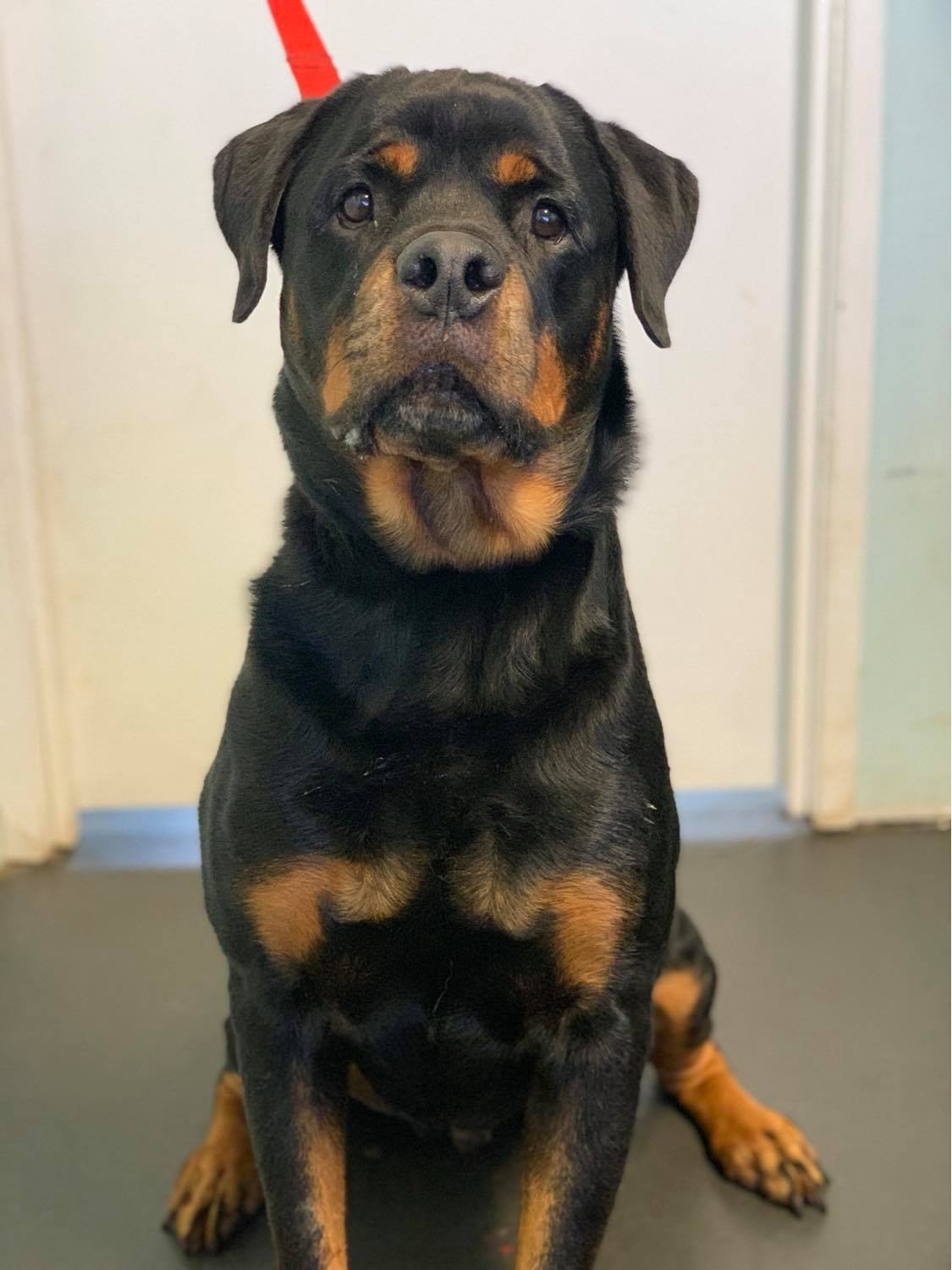Duke - Large Male Rottweiler Dog in QLD - PetRescue