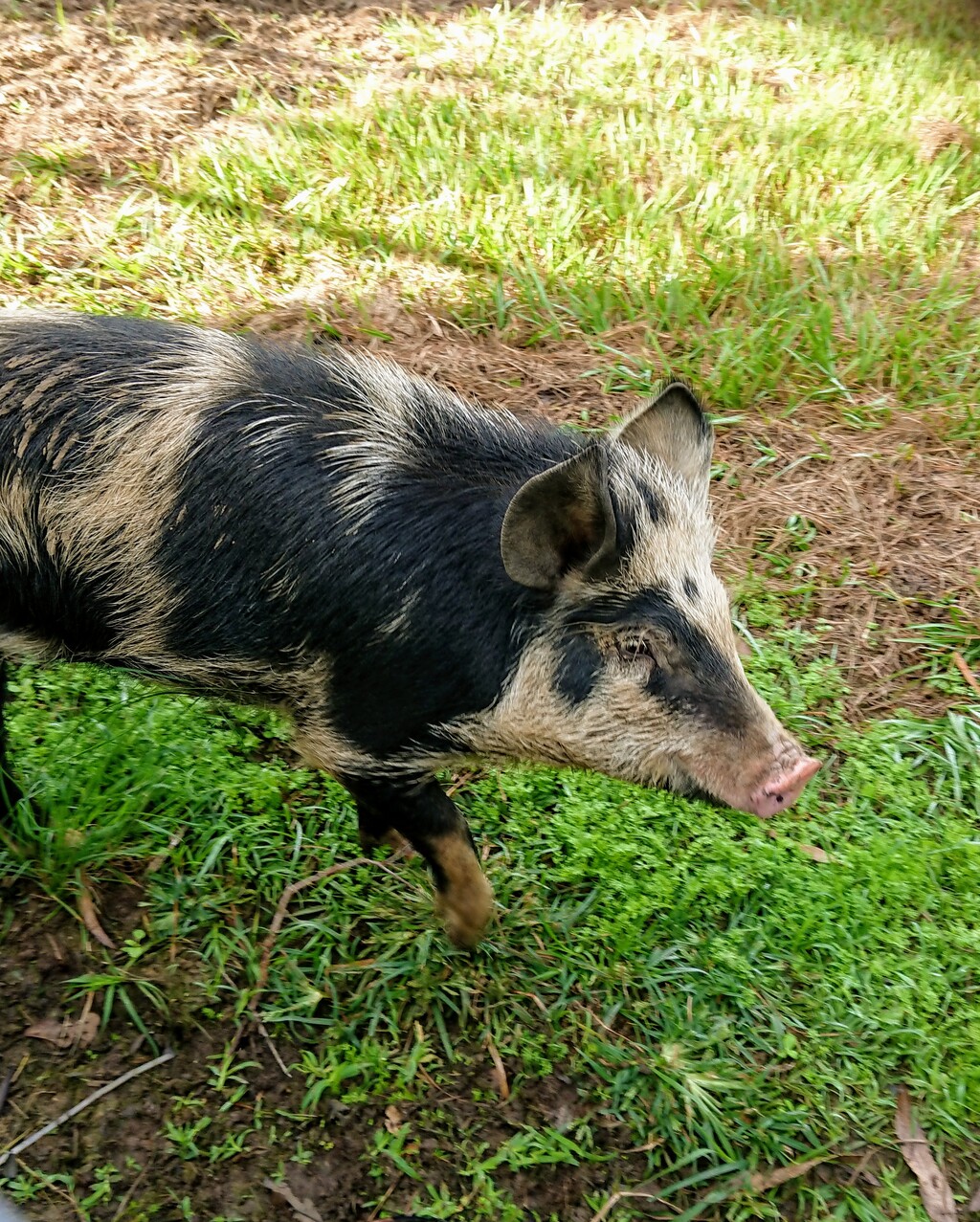Audrey - Female Pig Mix Pig in QLD - PetRescue