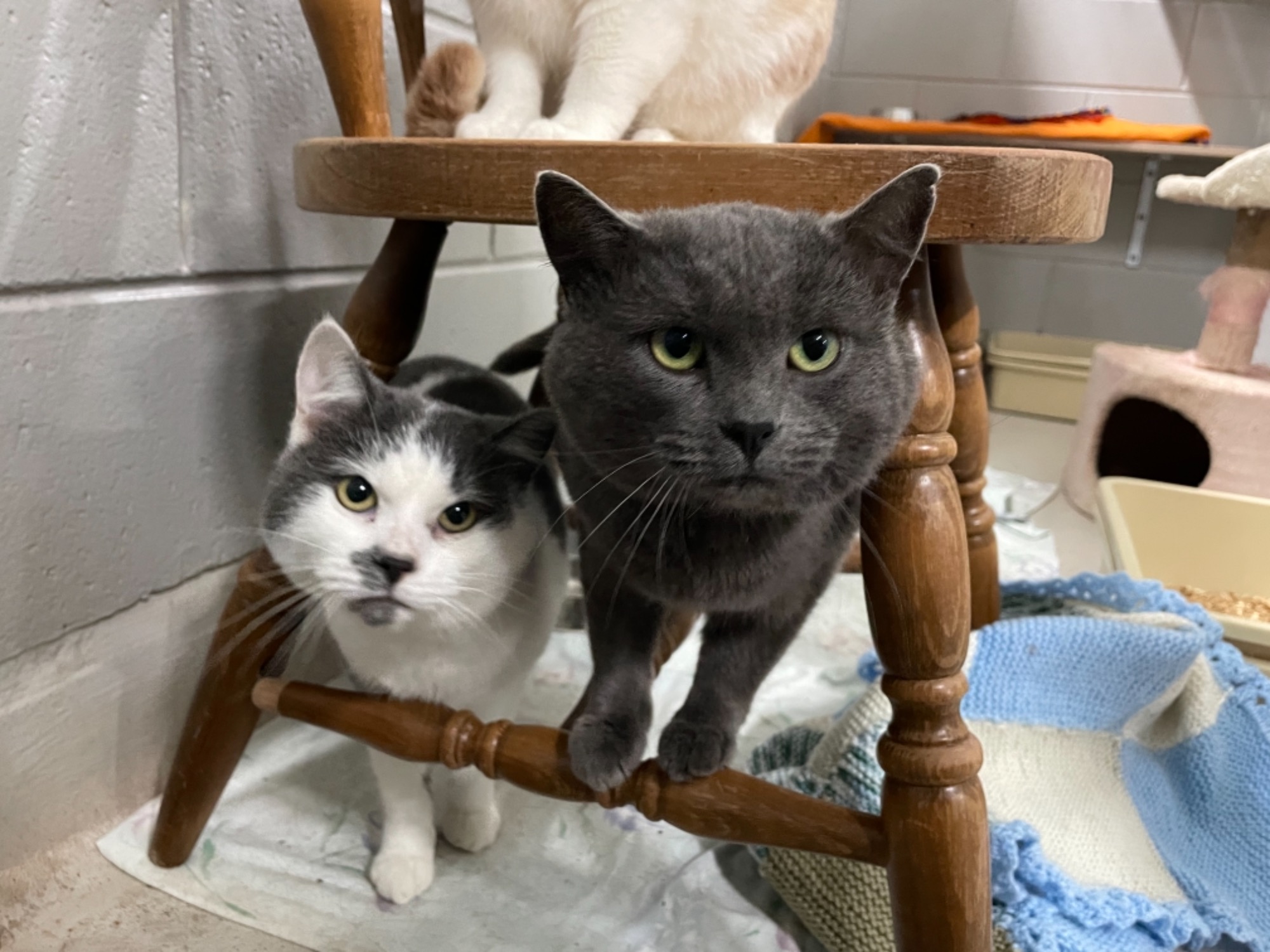 Jonah - Male Domestic Short Hair Cat in VIC - PetRescue