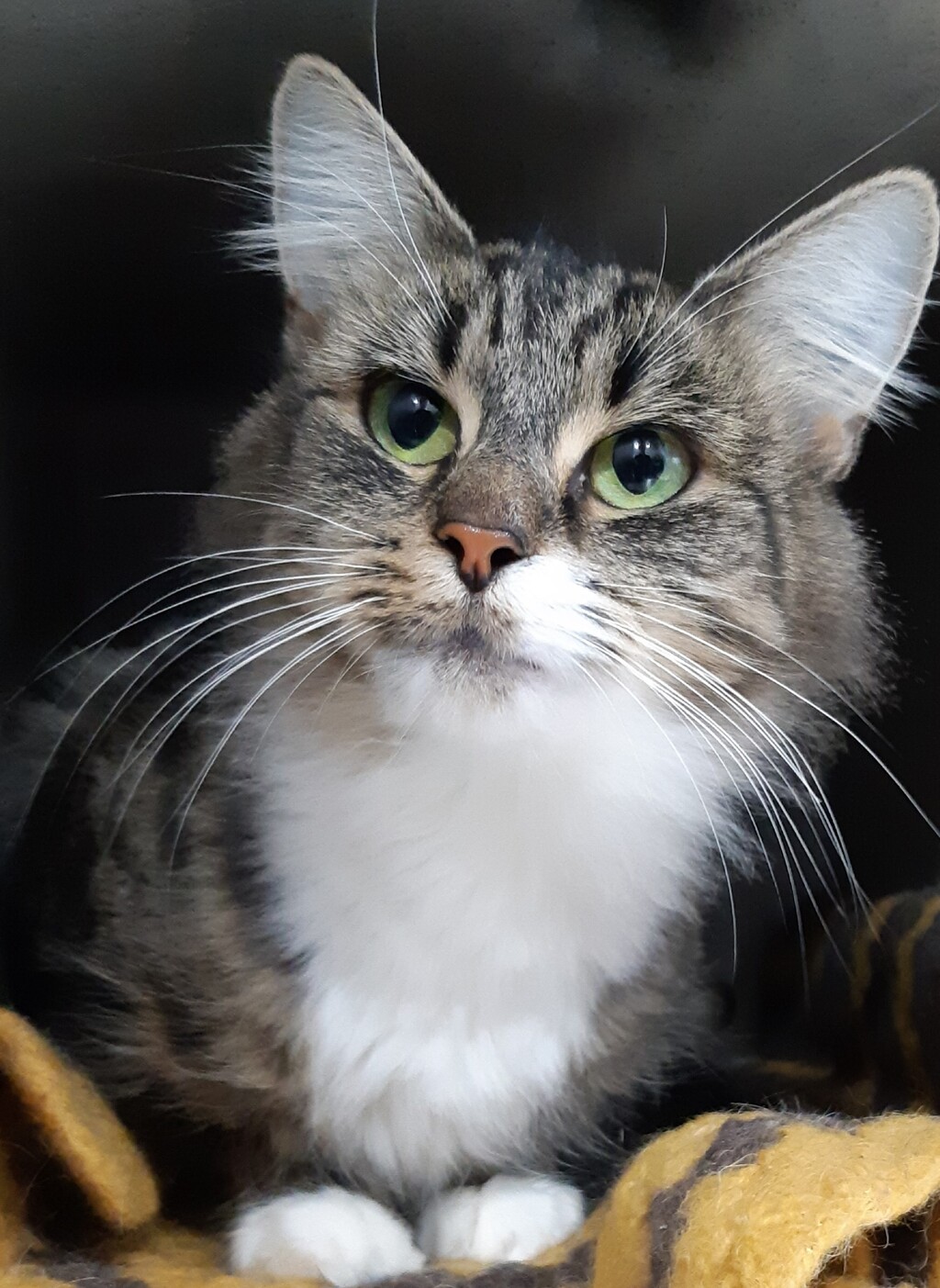 Meep - Female Domestic Medium Hair Mix Cat in VIC - PetRescue