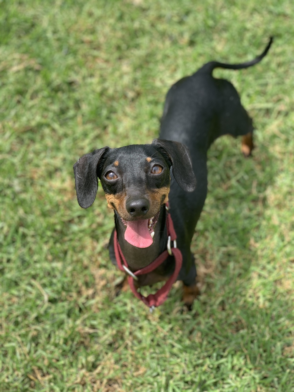 Lulu - Small Female Unknown x Dachshund, Short Haired Mix Dog in NSW ...