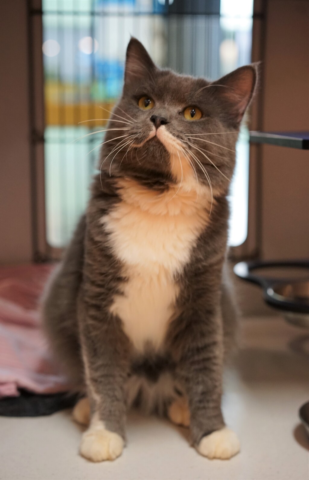 Dolph - Male Domestic Medium Hair Mix Cat in QLD - PetRescue