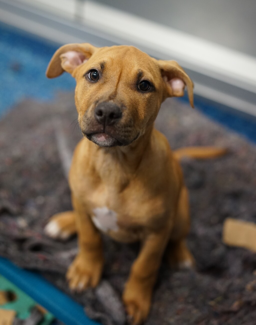 Ellie - Medium Female American Staffordshire Bull Terrier Mix Dog in ...