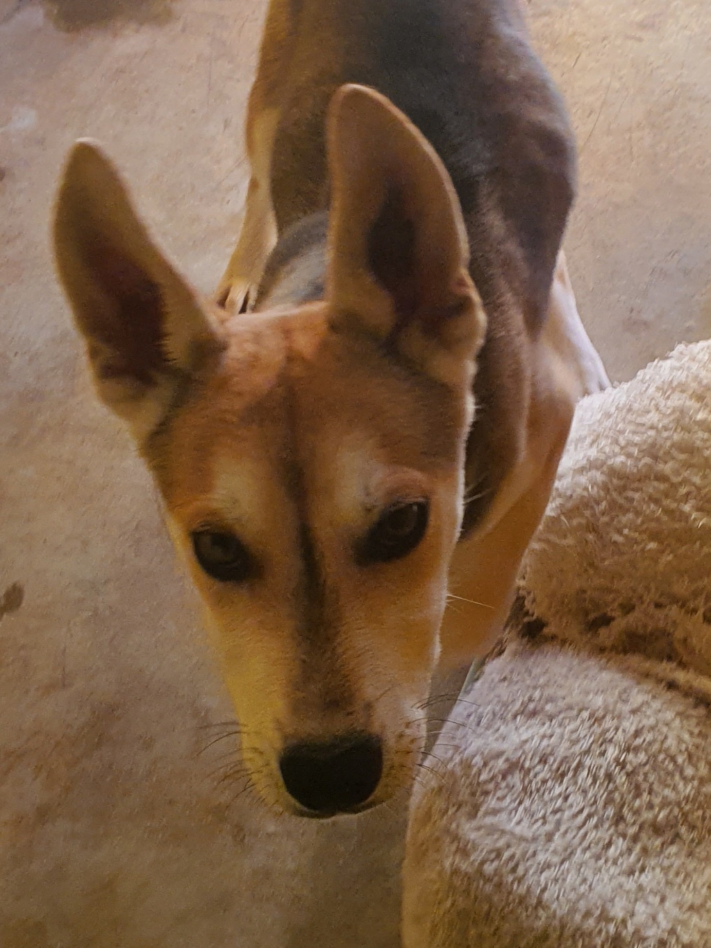 Bieber - Large Male Bullmastiff x Siberian Husky Mix Dog in QLD - PetRescue
