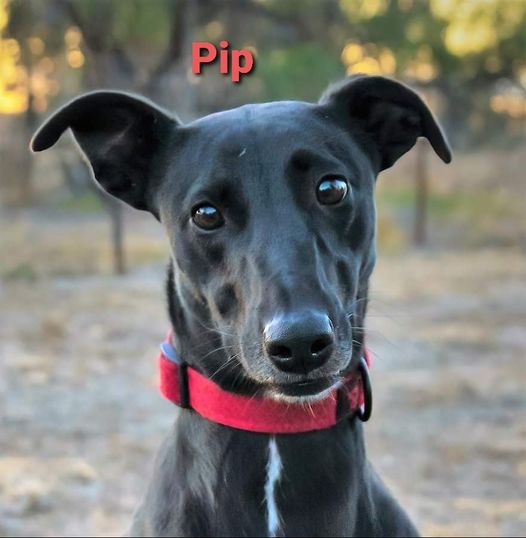 Pip - Medium Female Greyhound x Staghound Dog in VIC - PetRescue