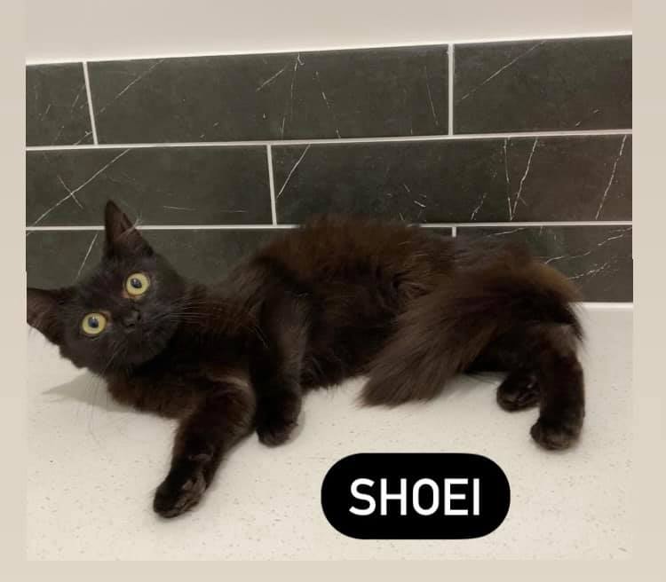 Shoei - Female Domestic Long Hair Cat in QLD - PetRescue