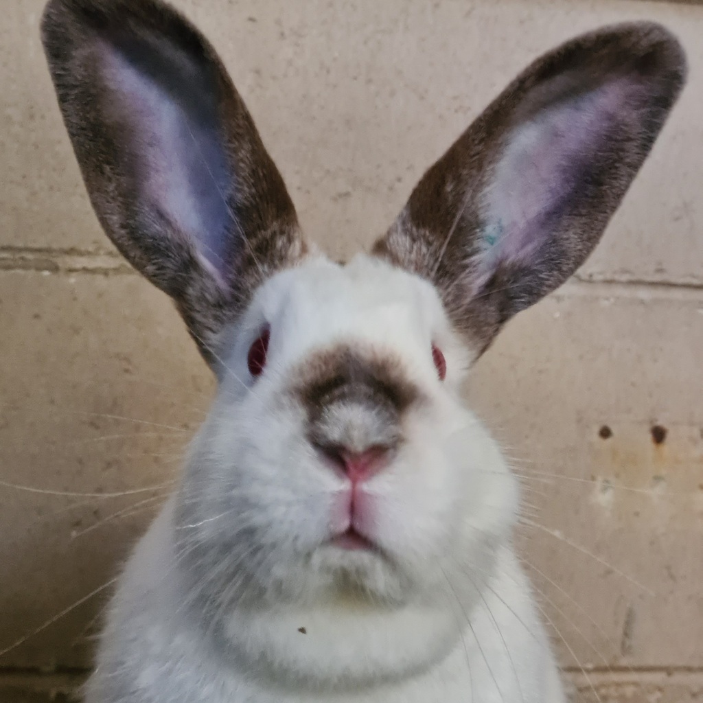 Jacqueline - Female Rabbit Unspecified Rabbit in VIC - PetRescue
