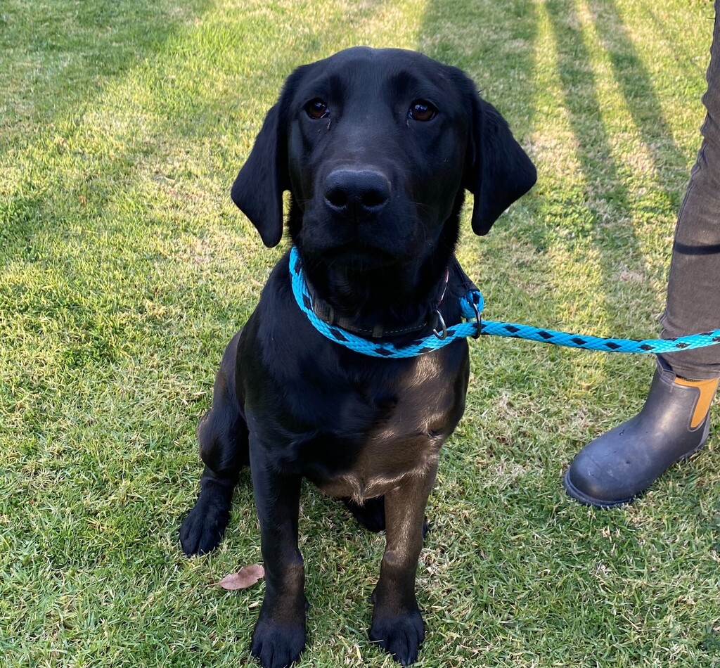 Izzy - Medium Female Labrador Dog in VIC - PetRescue
