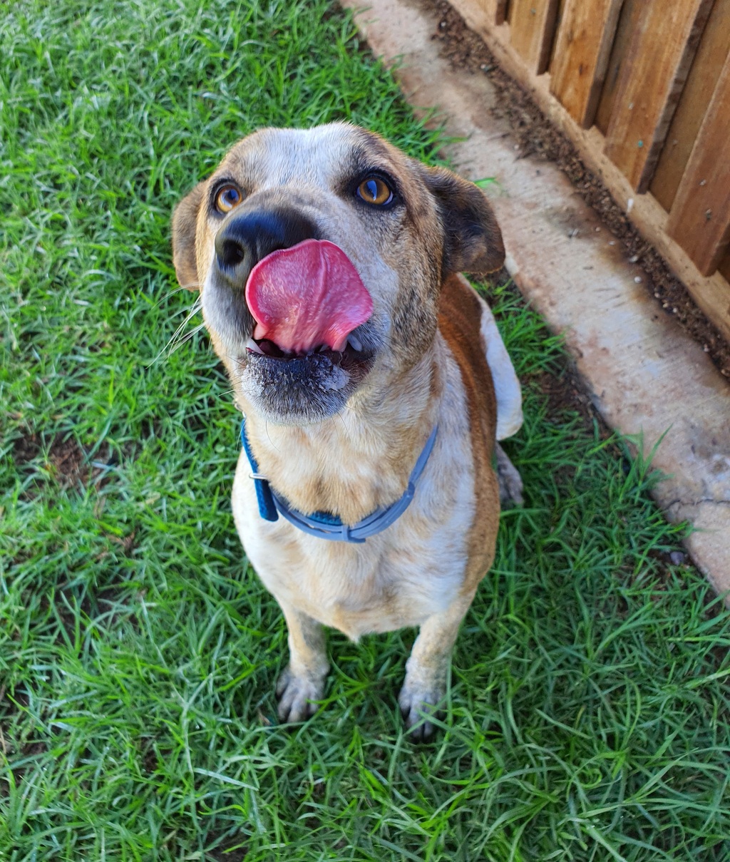 Fatso - Medium Male Kelpie Mix Dog in QLD - PetRescue