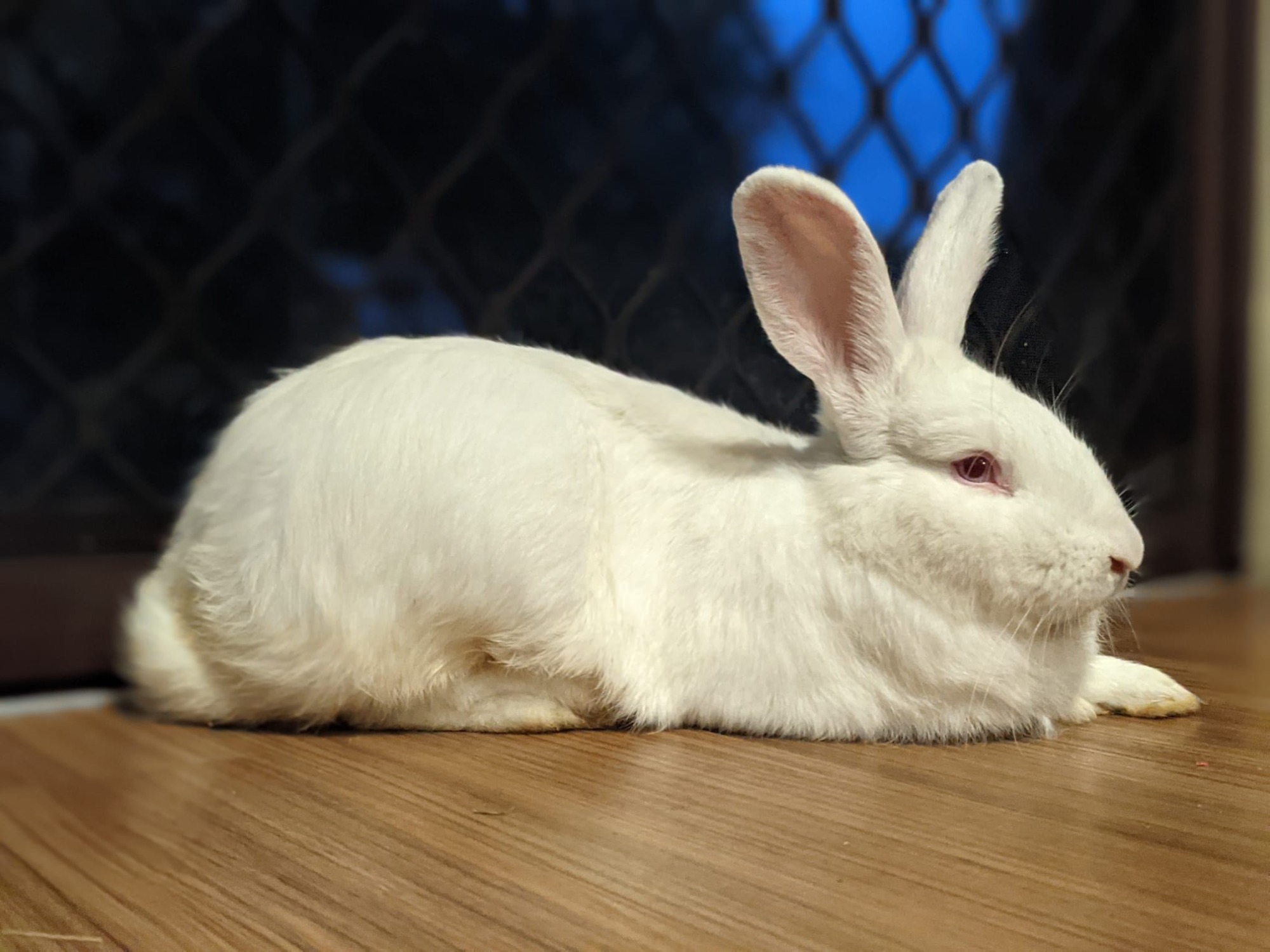 Patronus - Male New Zealand White Rabbit in VIC - PetRescue