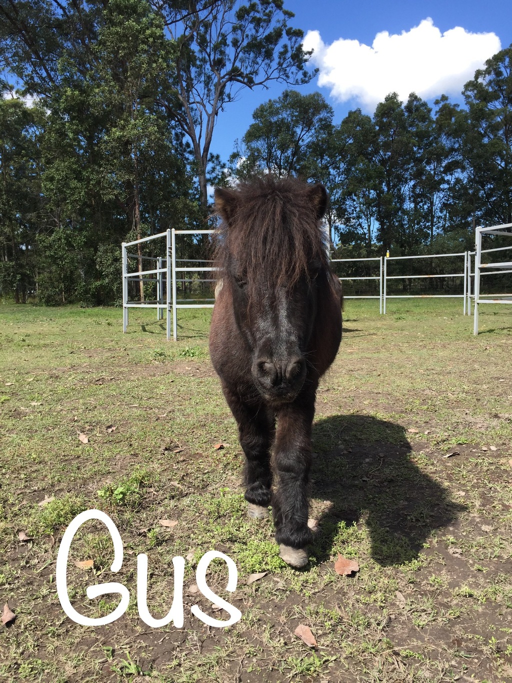 Gus - Male Pony x Shetland Pony Mix Horse in QLD - PetRescue