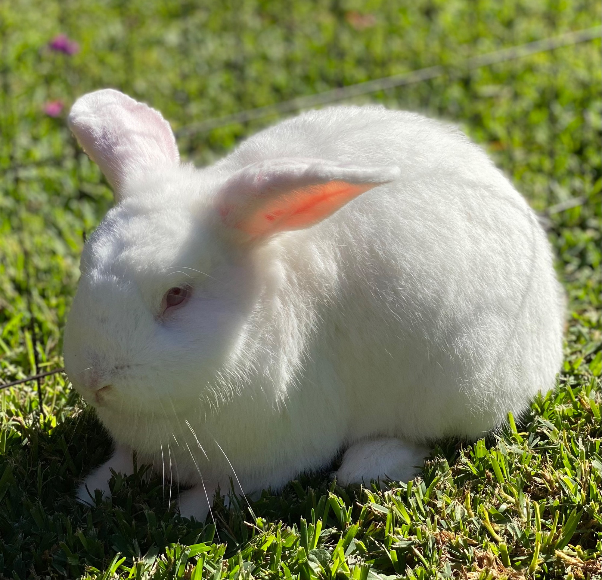 Thumper 🥕 - Male New Zealand White Rabbit in NSW - PetRescue