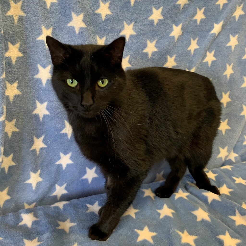 Boof - Male Domestic Short Hair Mix Cat in VIC - PetRescue