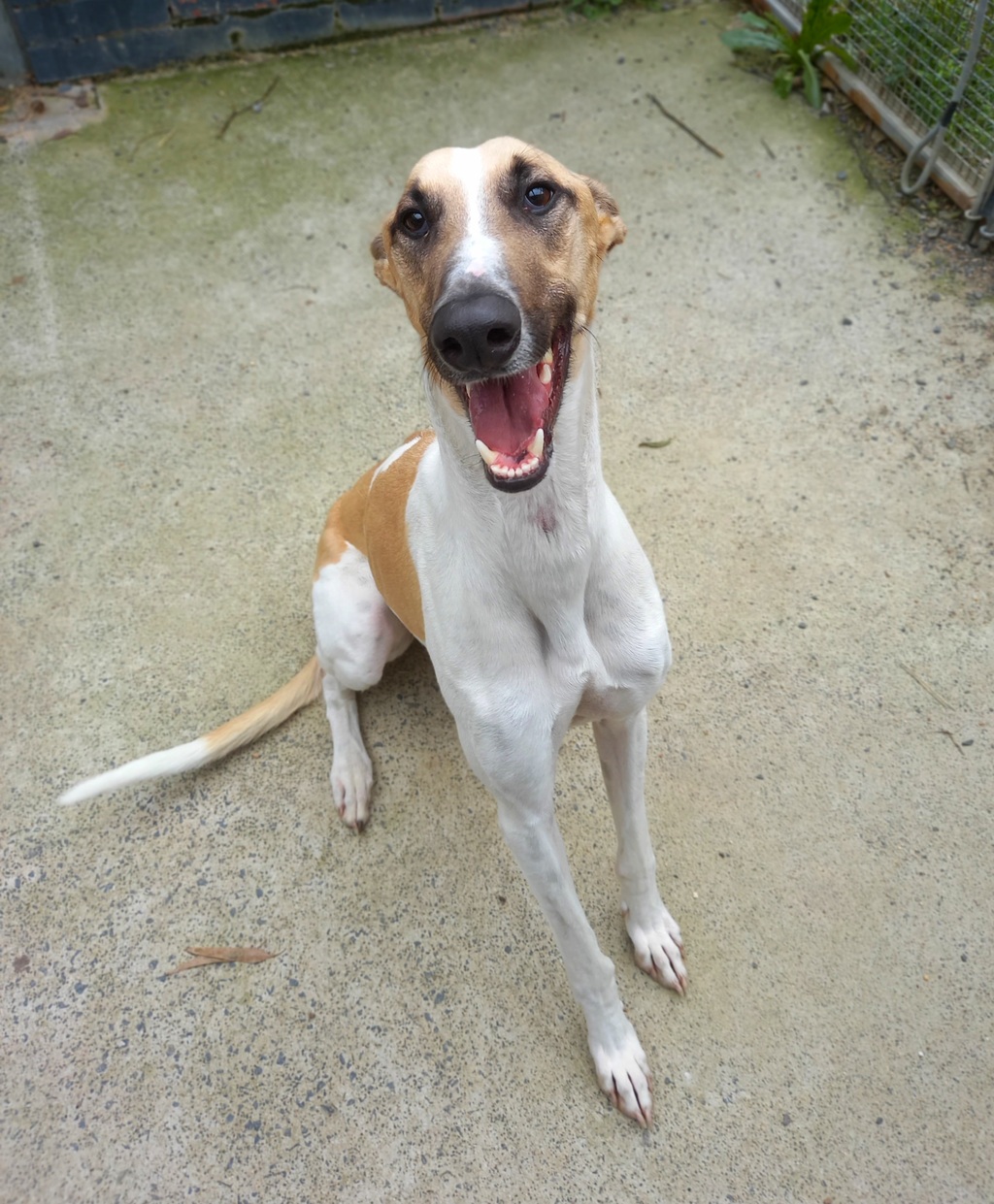 Buster - Large Male Greyhound x Staghound Mix Dog in VIC - PetRescue