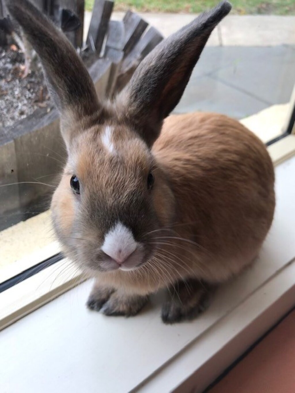 Dean / Caramel - Male Domestic Short Hair Rabbit in VIC - PetRescue