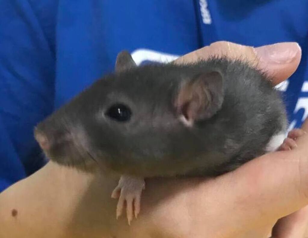 Java - Male Rat Mix Rodent in QLD - PetRescue