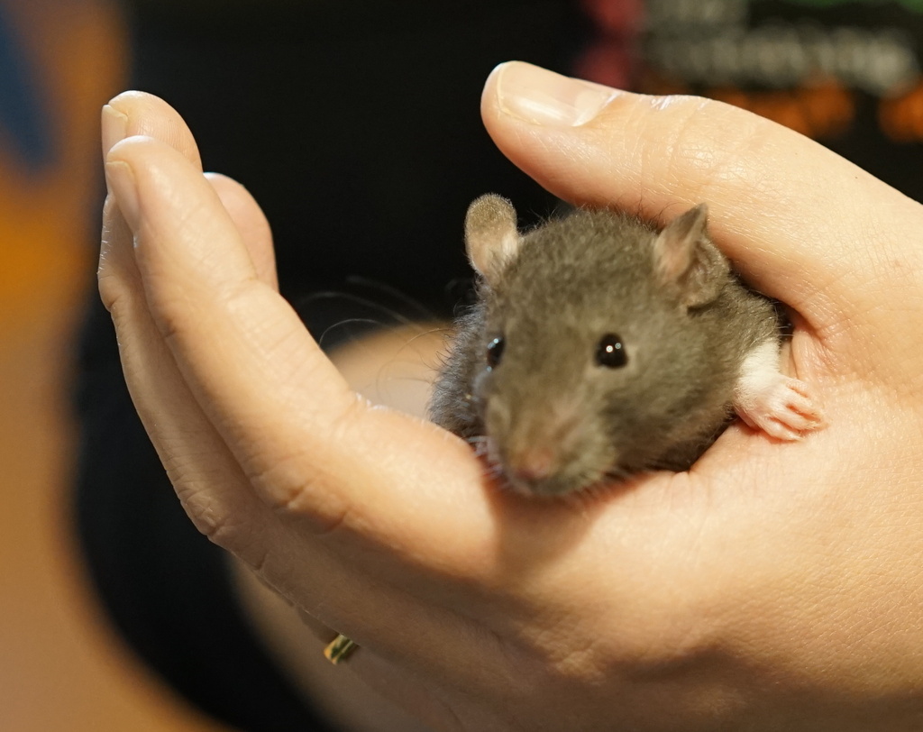 Billy - Male Rat Mix Rodent in QLD - PetRescue