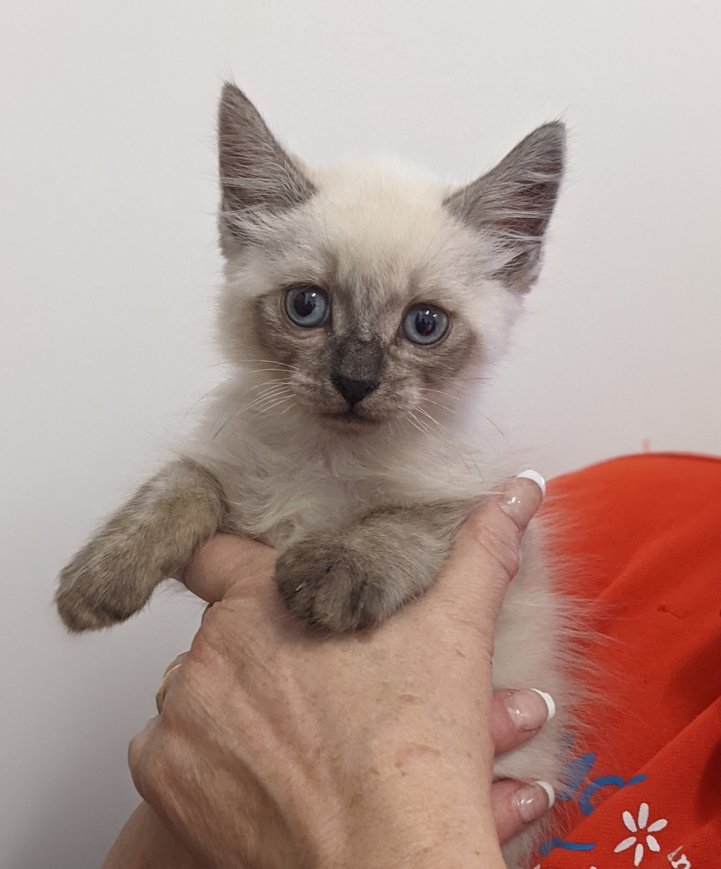 Mochi - Male Birman Mix Cat in QLD - PetRescue