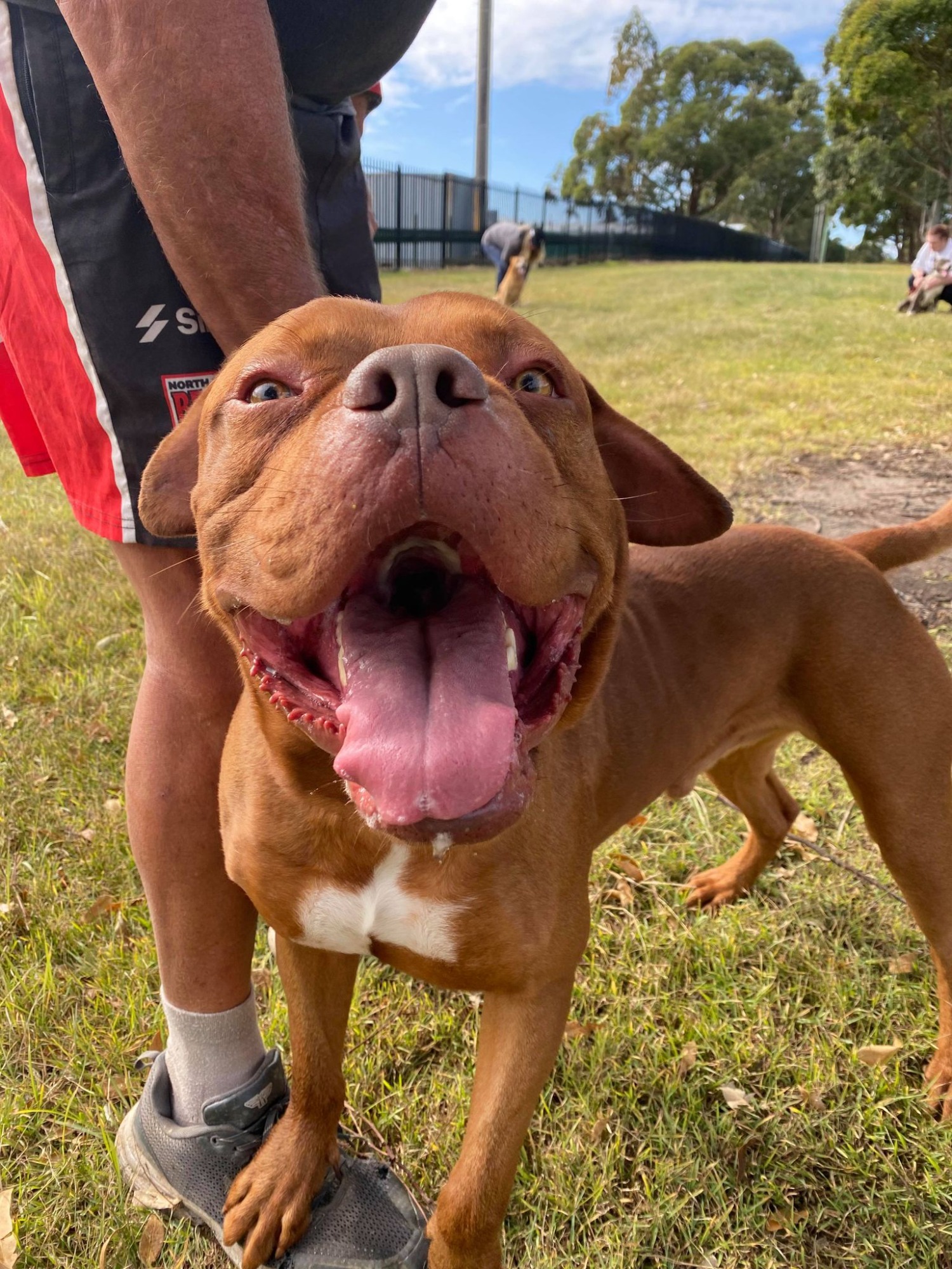Hooch - Large Male Dogue De Bordeaux Dog in NSW - PetRescue