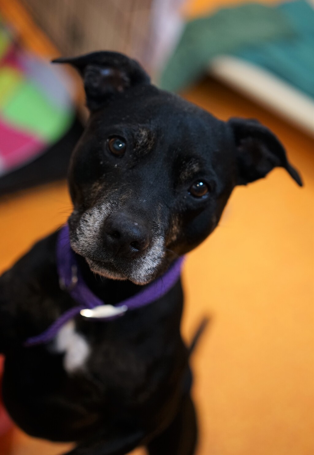 Roxy - Medium Female English Staffordshire Bull Terrier Mix Dog in QLD ...