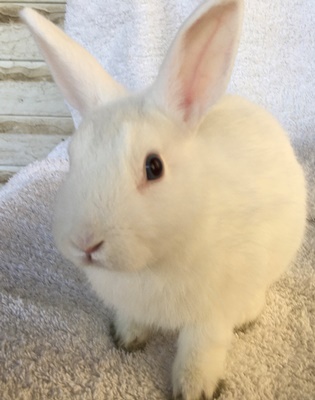 Mr Snuggles - Male Lop Eared Mix Rabbit in NSW - PetRescue