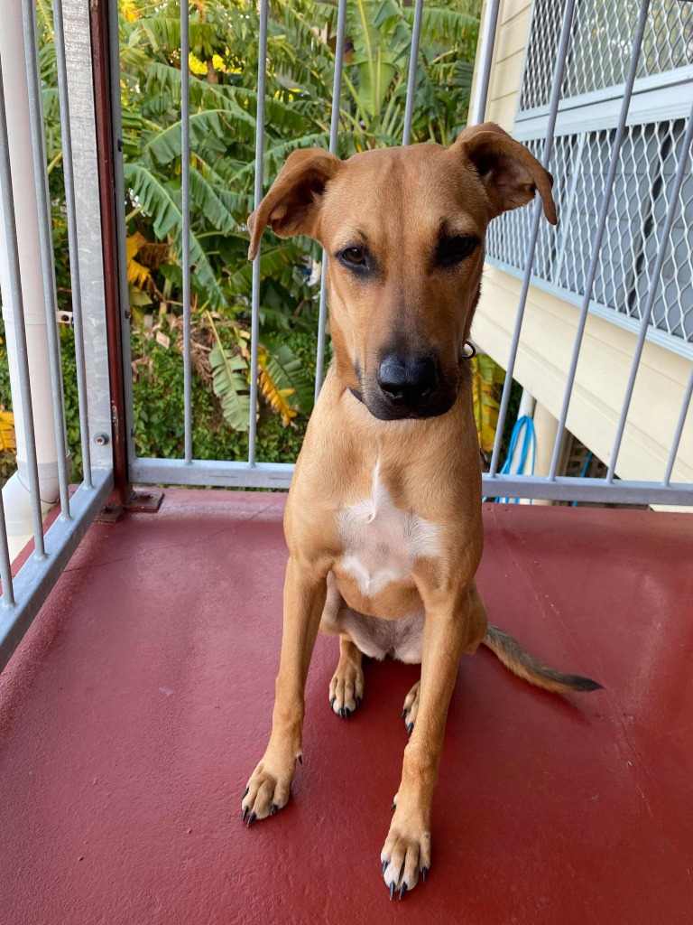 Saffi - Large Female Mixed Breed Dog in QLD - PetRescue