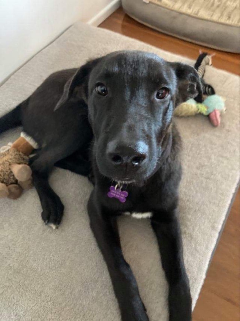 Skip - Large Male Mixed Breed Mix Dog in QLD - PetRescue