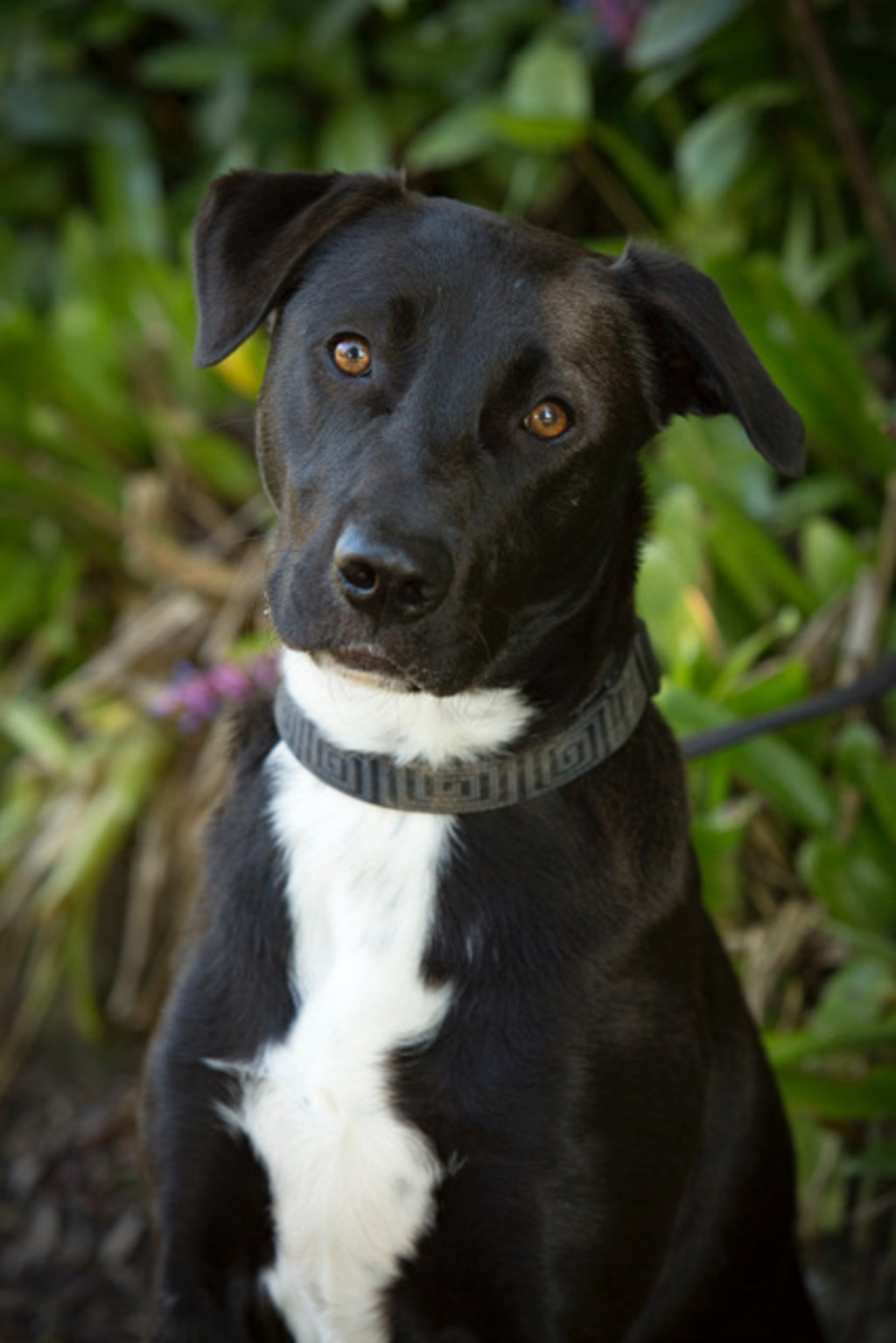 Jett - Medium Male Border Collie x Labrador Retriever Mix Dog in QLD ...