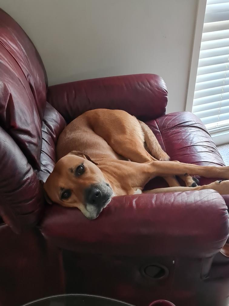Mishka - Medium Female Rhodesian Ridgeback Mix Dog in NSW - PetRescue