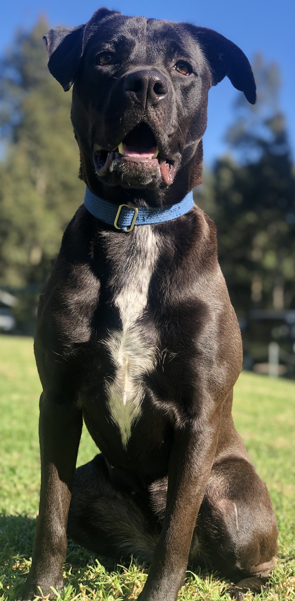 Labrynth - Medium Female Labrador Mix Dog in NSW - PetRescue