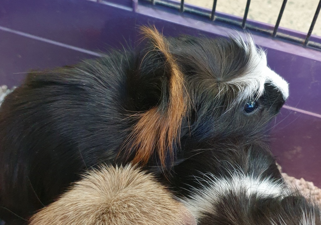 Gizmo - Male Short-hair Rex Mix Guinea Pig in QLD - PetRescue