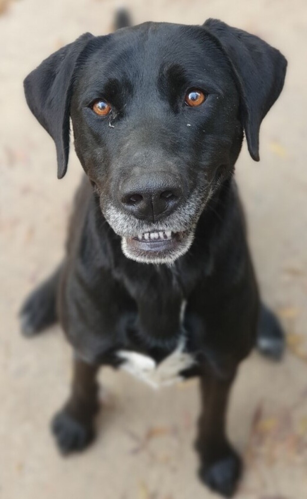 Mailee - Large Female Bull Arab x Labrador Retriever Mix Dog in NSW ...