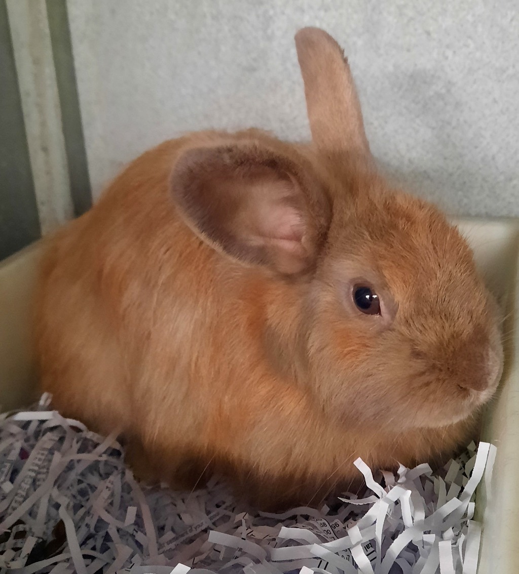 Cinnabun - Female Jersey Wooly x Rex Mix Rabbit in VIC - PetRescue