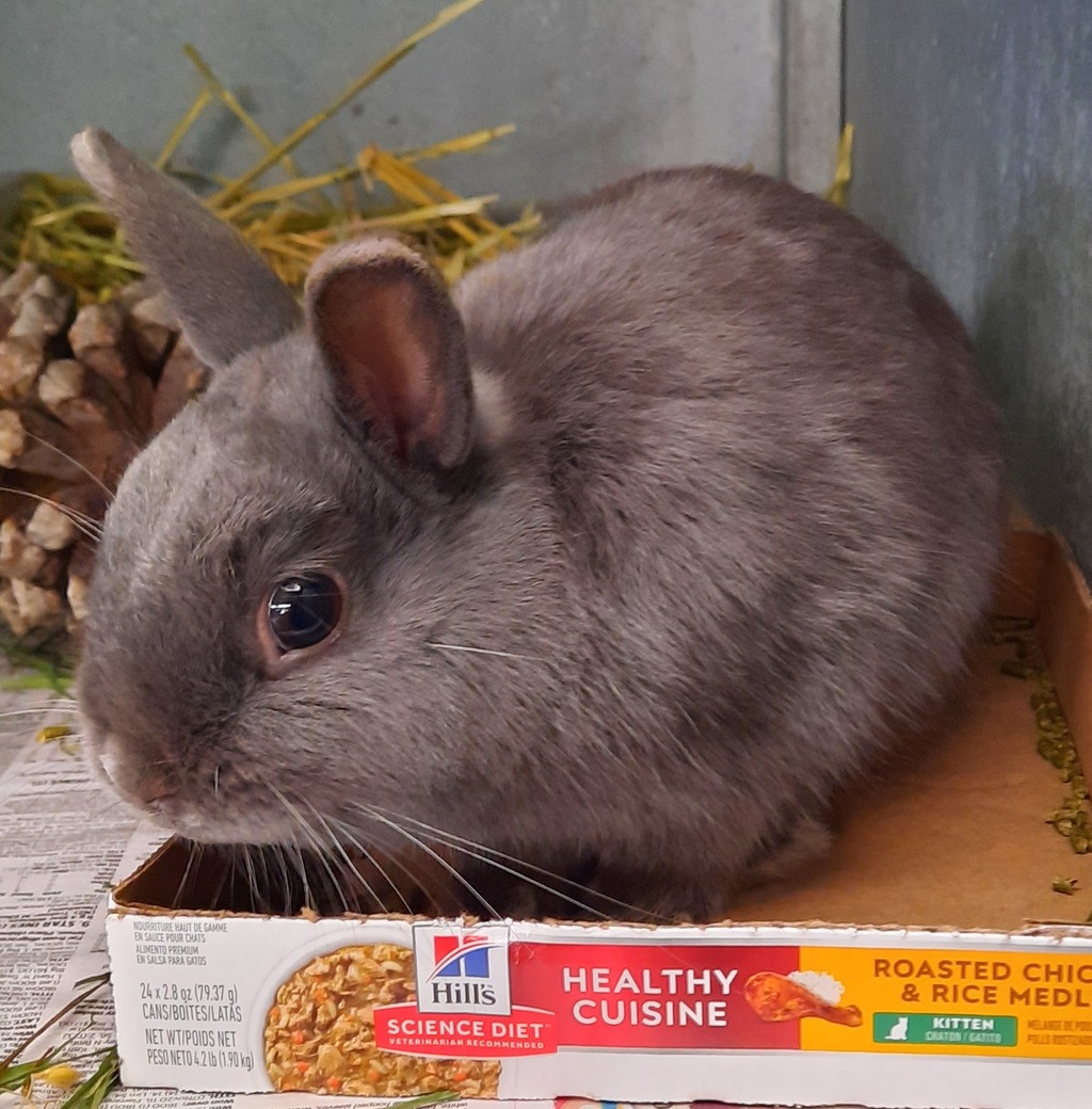 Bluey - Male Netherland Dwarf Mix Rabbit in VIC - PetRescue