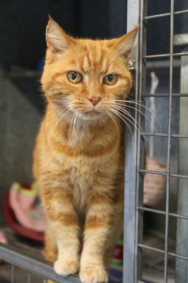 Little Cat - Female Domestic Short Hair Cat in NSW - PetRescue