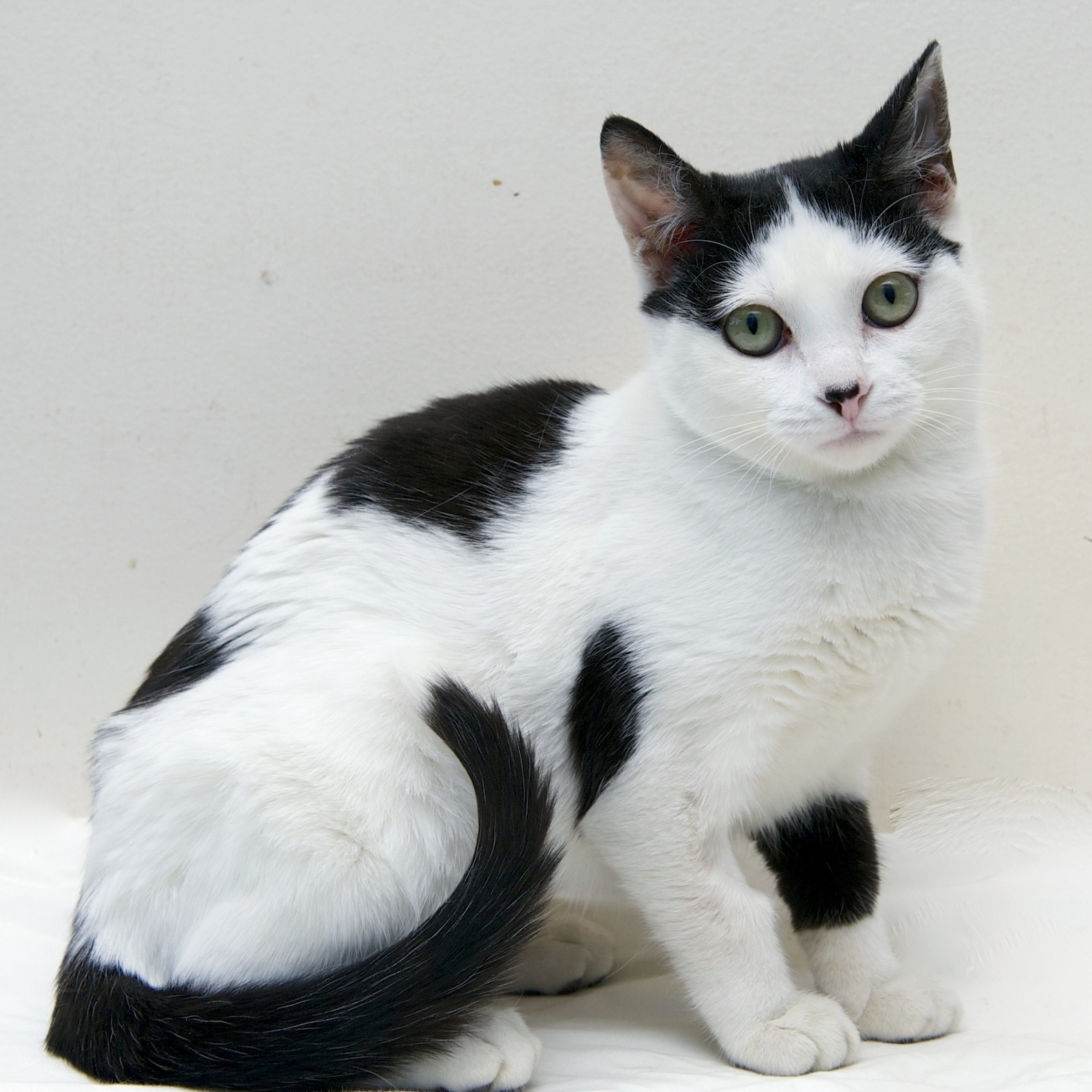 Isadora - Female Domestic Short Hair Cat in NSW - PetRescue