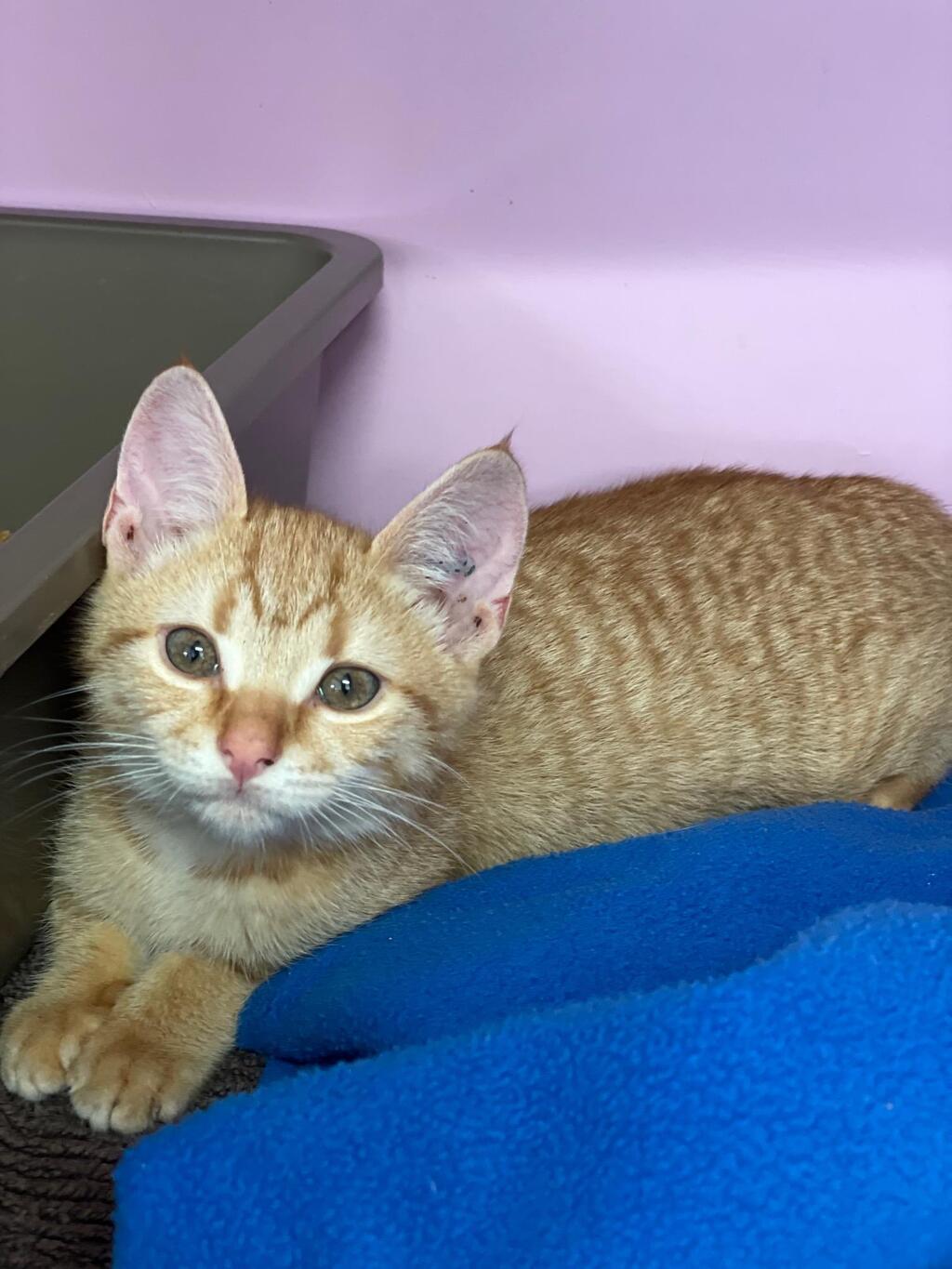 Nicole Kitman - Female Domestic Short Hair Mix Cat in QLD - PetRescue