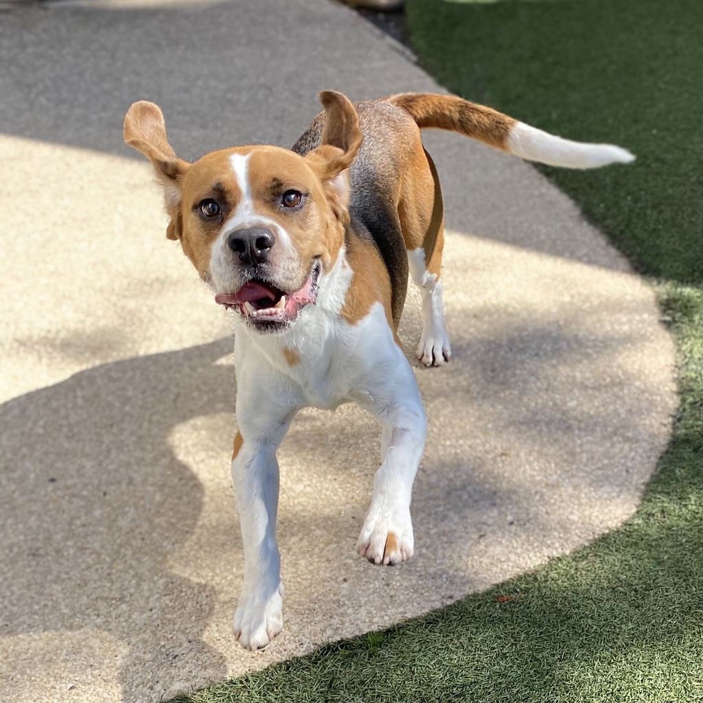 Louie - Medium Male Beagle Dog in VIC - PetRescue