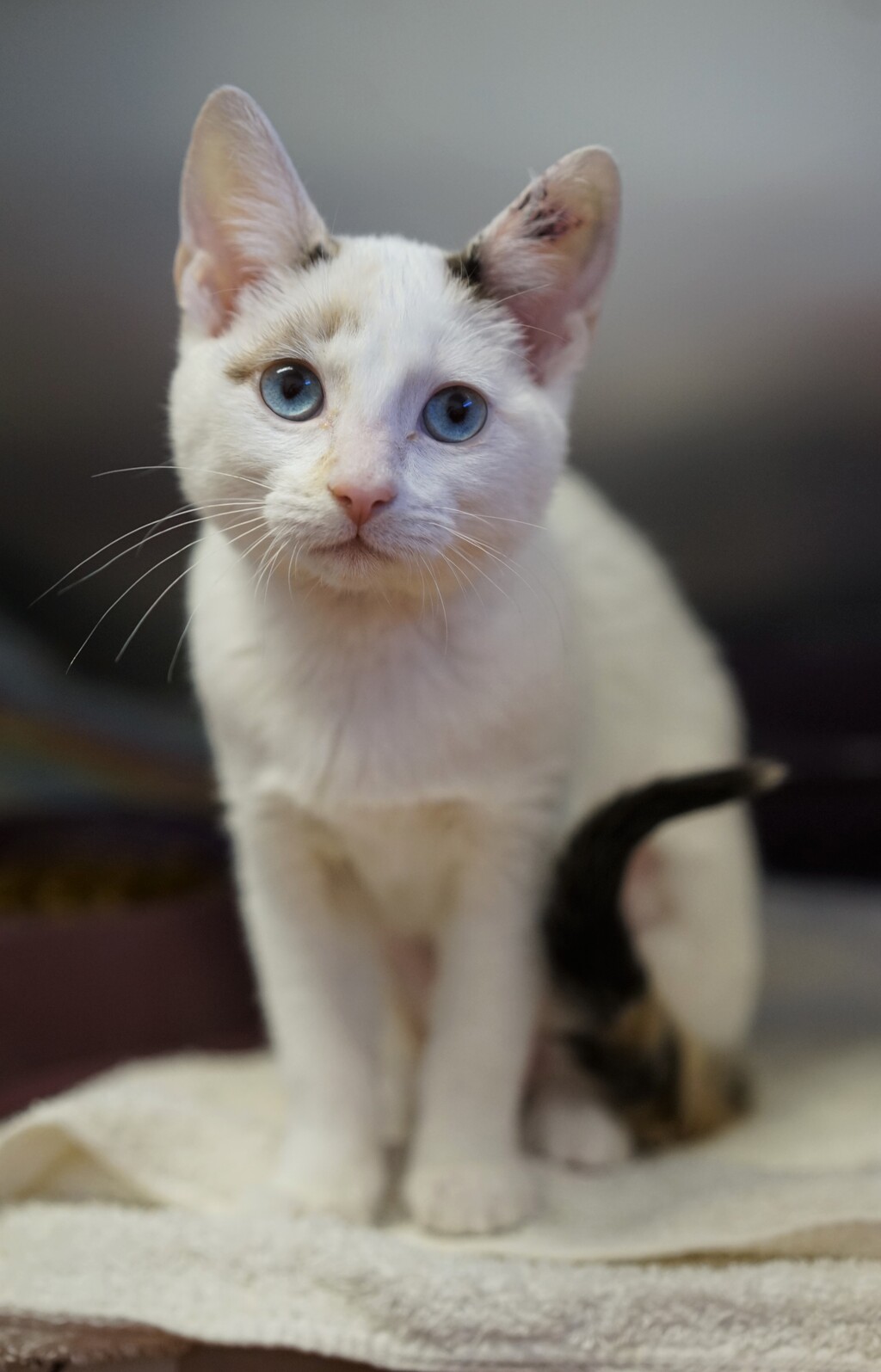 Leia - Female Layanese Mix Cat in QLD - PetRescue