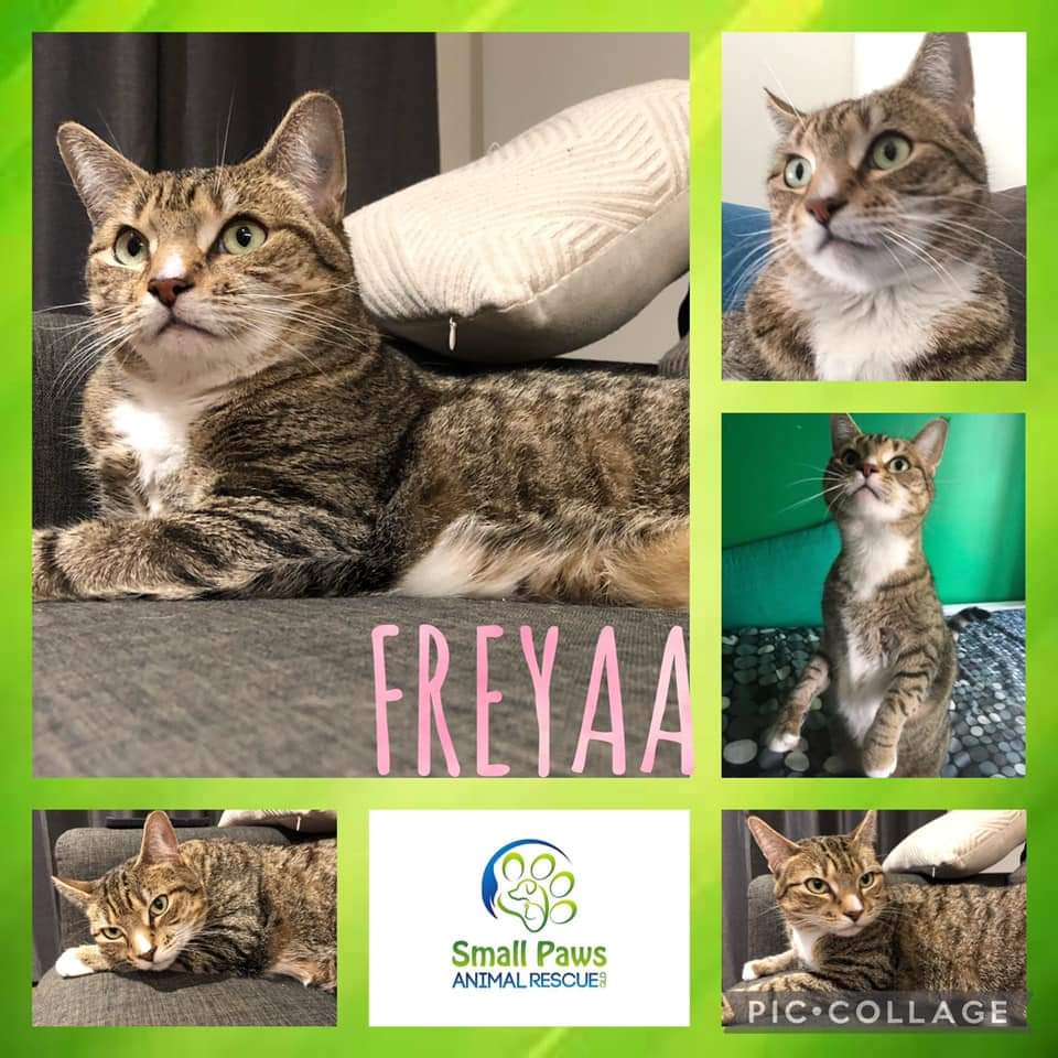 Small Paws Animal Rescue QLD - PetRescue