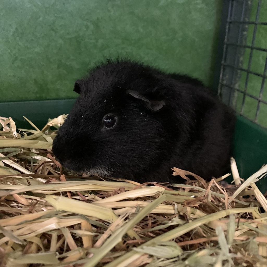 Zooper - Male Short-hair Texel Mix Guinea Pig in VIC - PetRescue