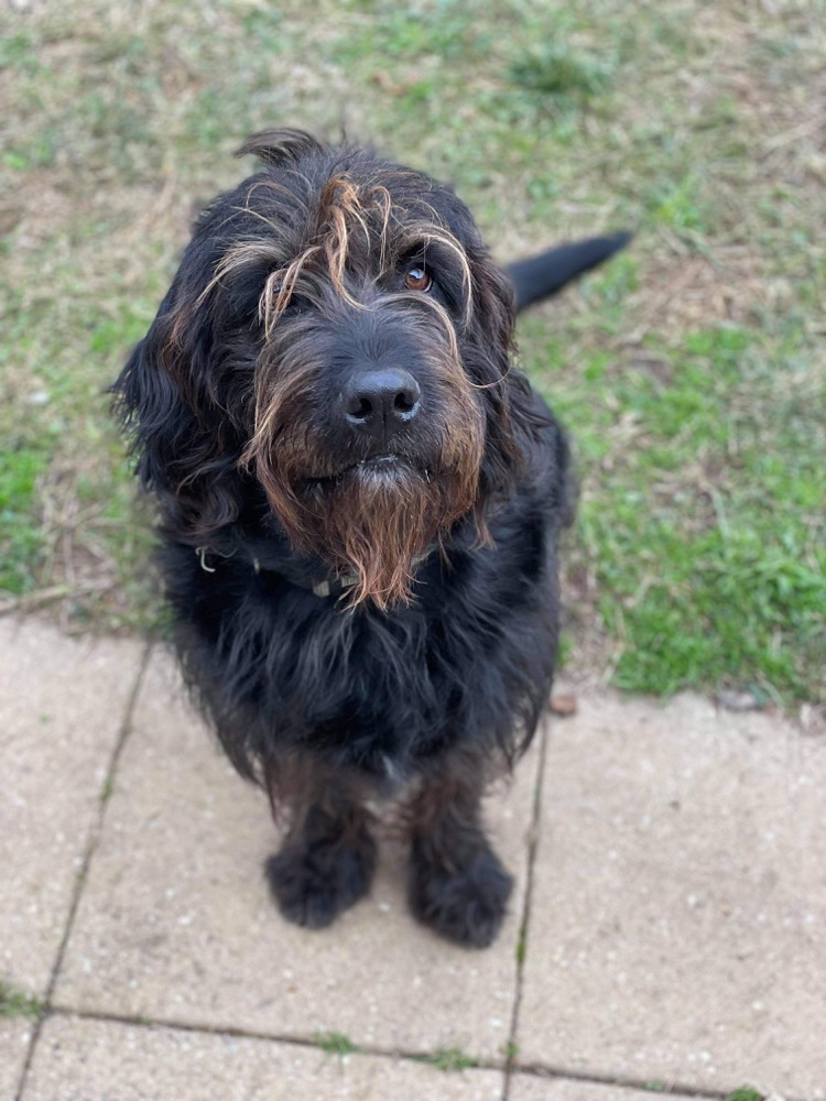 Bear - Large Male Labradoodle Dog in VIC - PetRescue