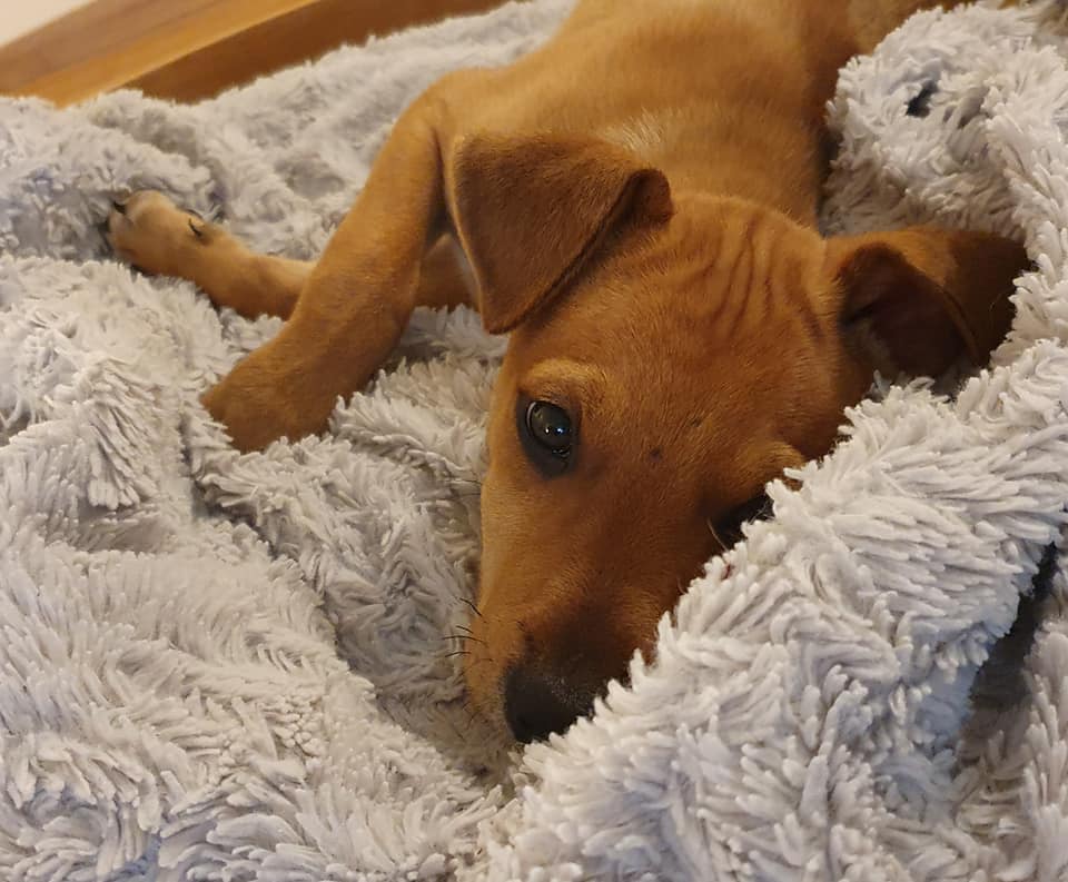 Boots - Medium Male Cattle Dog x Rhodesian Ridgeback Mix Dog in QLD ...