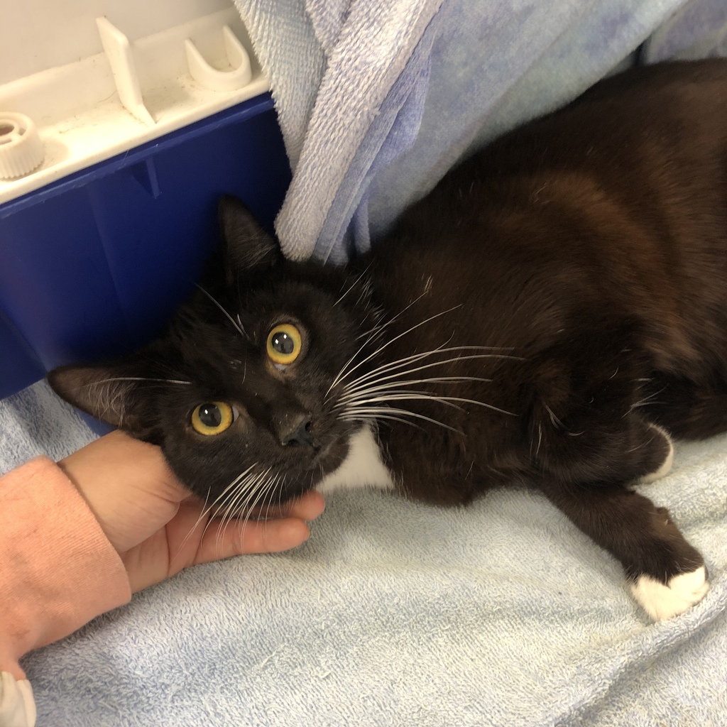 Professor Digory Kirke - Male Domestic Short Hair Mix Cat in VIC ...