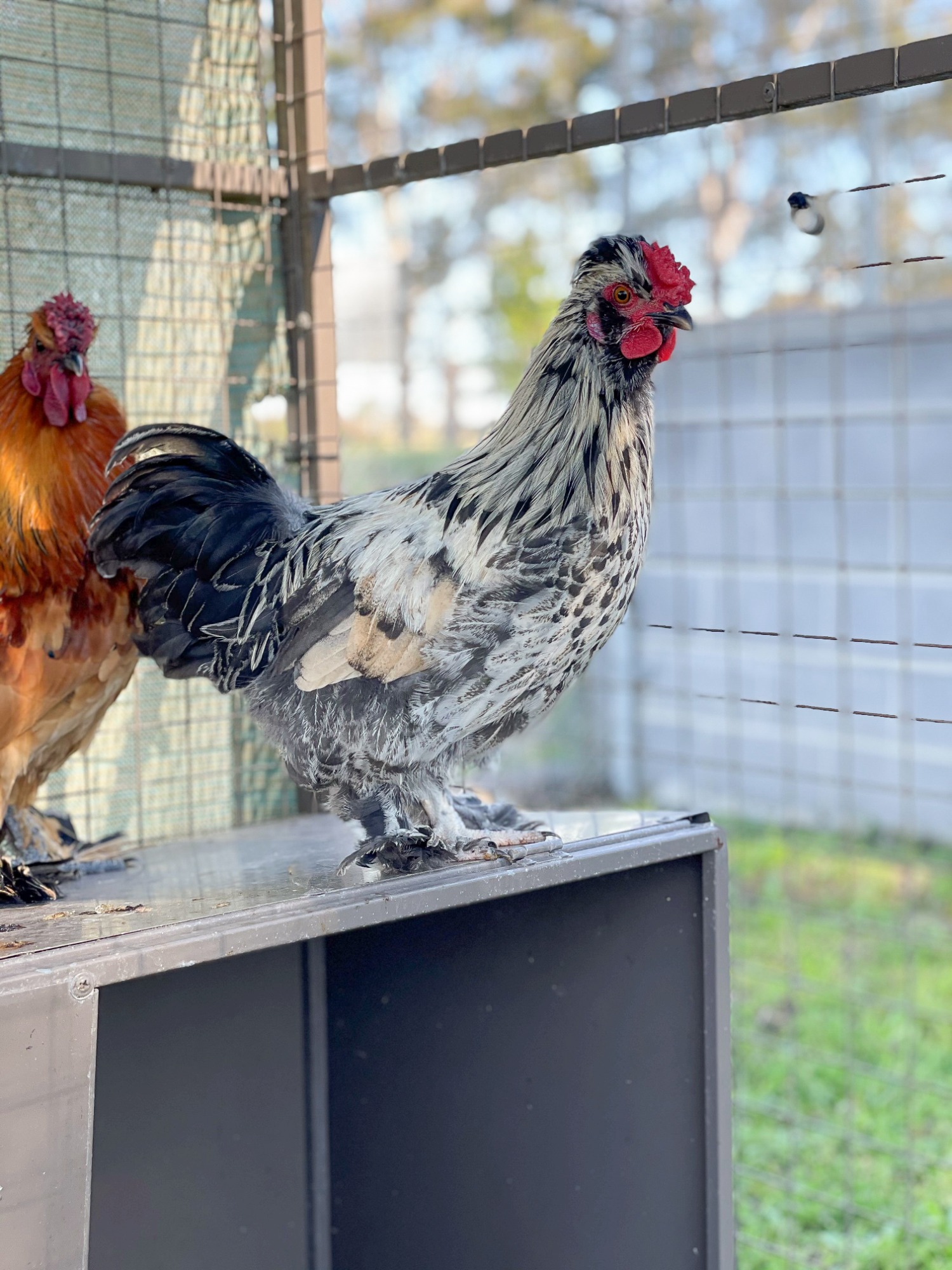 Chick Jagger - Male Rooster in NSW - PetRescue